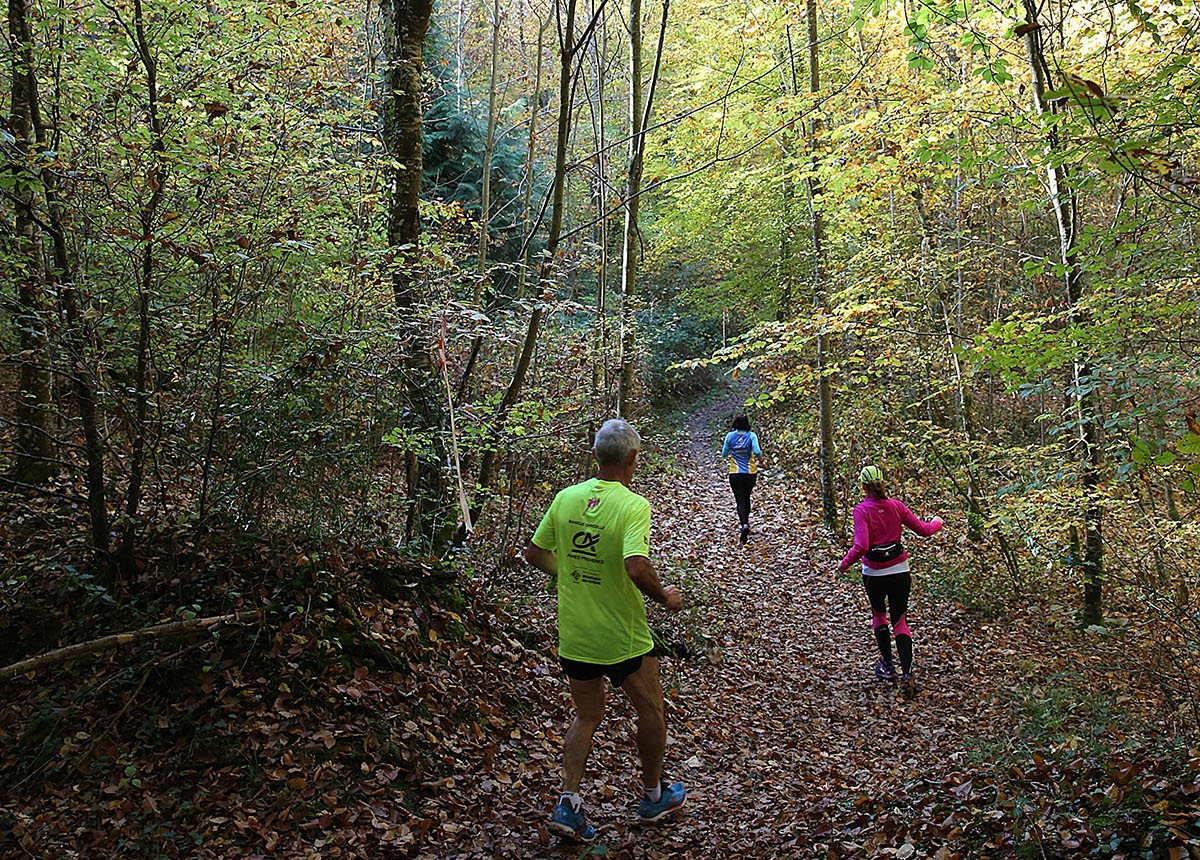 Des chemins de promenade et des circuits sportifs en forêt de Loches